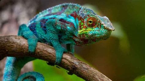 Por qué los Camaleones Cambian de Color Descubre todas las Razones