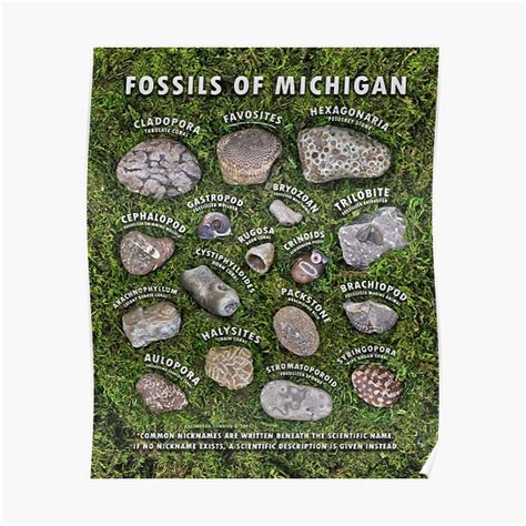 Common Fossils Of Michigan Identification Guide Premium Matte Vertical