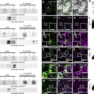 Interaction And Subcellular Localization Of Full Length IRT1 And EHB1