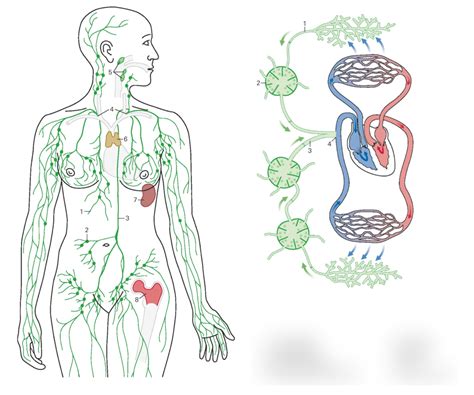 Schaubild Biologie Humanbiologie Lymphsystem Quizlet