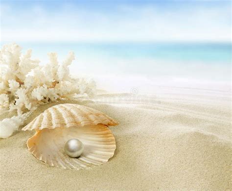 Pearl In Coral Reef An Open Sea Shell With A Pearl Inside Aff
