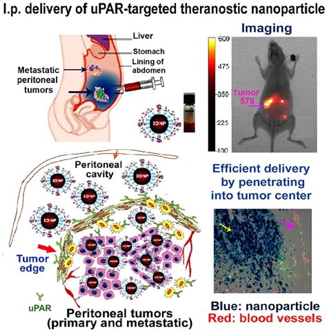 Tumor Penetrating Theranostic Nanoparticles For Enhancement Of Targeted