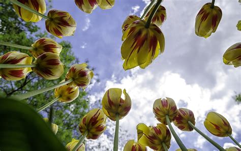 Tulpaner Blomma Gul Gratis foto på Pixabay