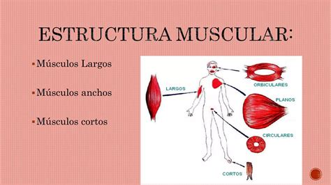 Anatomía y principales Musculos del Cuerpo PPT