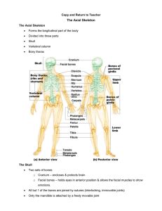 Axial Skeleton Labeling Worksheet