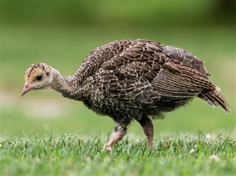 Female Wild Turkey