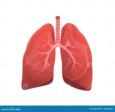 Human Lungs Realistic Medicine Flat Vector Illustration Stock Vector