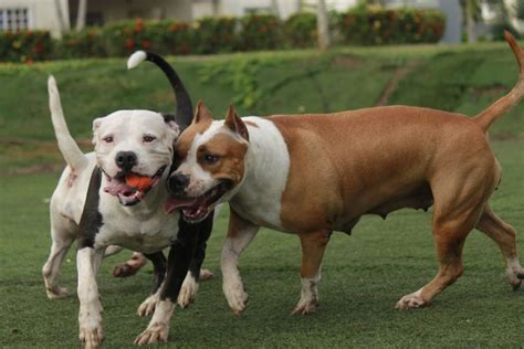 Pitbull Tipos Caracteristica Y Mucho M S De Esta Raza