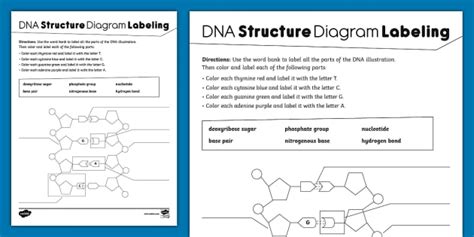 DNA Labeling Worksheet Teaching Resource Twinkl USA