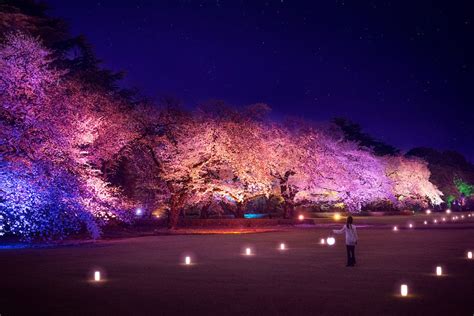 新宿御苑の希少な八重桜フクロクジュが幻想的にライトアップ NAKED桜の新宿御苑2023いよいよ4月23日まで SPICE