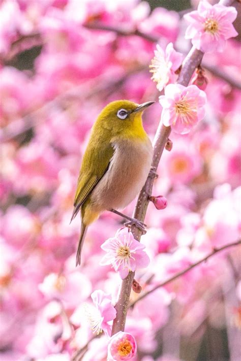 𝚑𝚊𝚗𝚊ꕤ𝚒𝚛𝚘 𖥧 𓅫 on Twitter RT mariii a7iv 春の気配