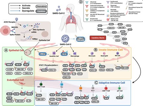 Frontiers The Role Of Cytokines And Chemokines In Severe Acute