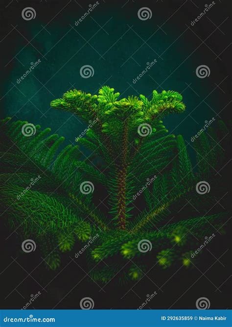 Selective Focus On Norfolk Island Pine X28 Araucaria Heterophylla