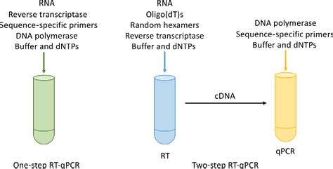 PDF A Beginners Guide To RT PCR QPCR And RT QPCR Semantic Scholar