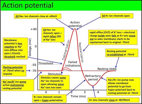 action potential nerve impulse slide course