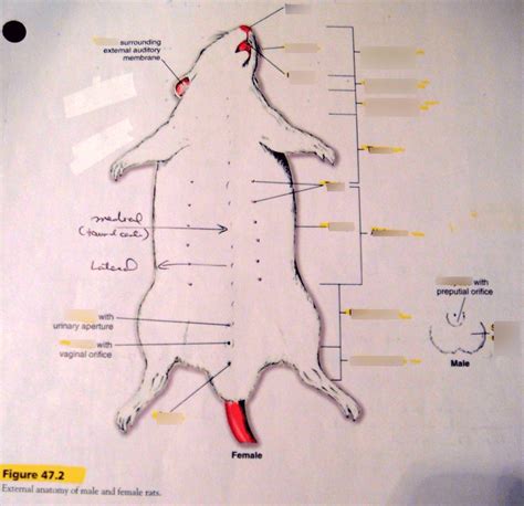 Diagram Of A Well Labelled Rat Labios Tatuados Letra