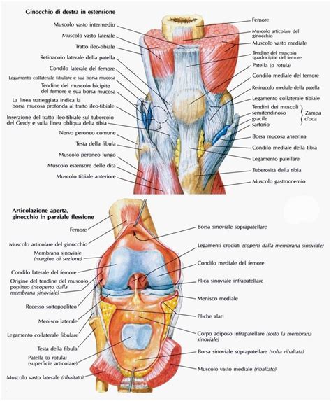 Articolazione Del Ginocchio