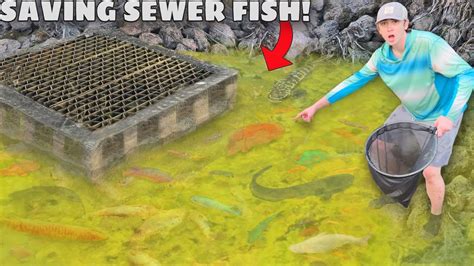 Saving Aquarium Fish From Dried Up Sewer Youtube