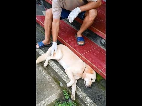 Anjing Dewasa Dikebiri YouTube