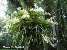 45 melhores orquideas do cerrado brasileiro orquídeas orquideas do