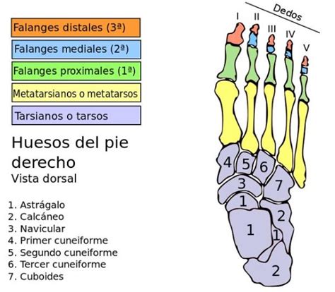 Cómo se llaman los huesos de la mano y del pie Descubre AQUÍ la respuesta