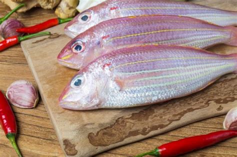 Jenis Ikan Yang Mengandung Omega 3