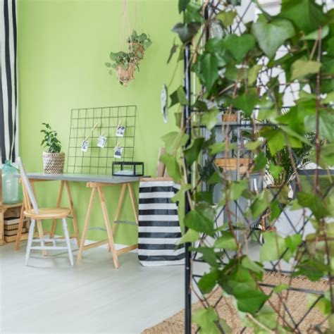 Styl urban jungle jak wprowadzić go do wnętrza