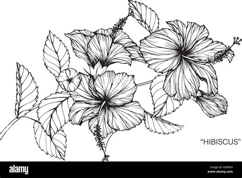 Fleur D Hibiscus Dessin Illustration Noir Et Blanc Avec Des