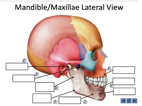 Skull Image Mandible Maxillae Lateral View Diagram Quizlet