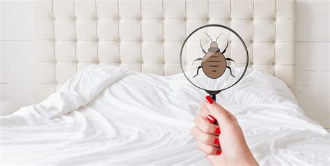 This Is How To Tell If You Have Bed Bugs In Your Mattress Pure Home