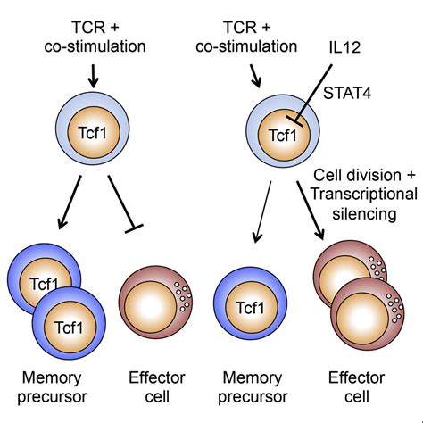 Suppression Of Tcf By Inflammatory Cytokines Facilitates Effector Cd