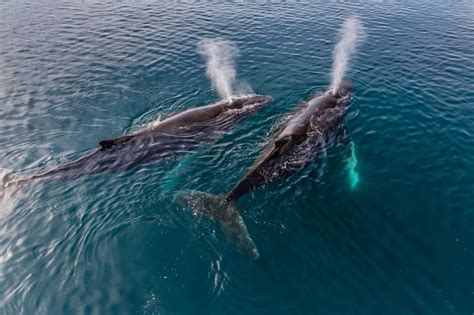 Chant De Baleine Bosse Transmission D R Gion Lautre