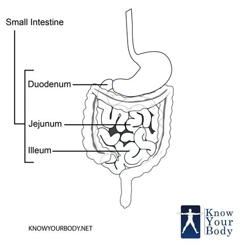 Large Intestine Simple Diagram