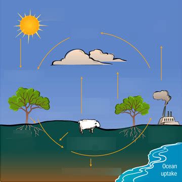 Carbon Cycle Part Diagram Quizlet