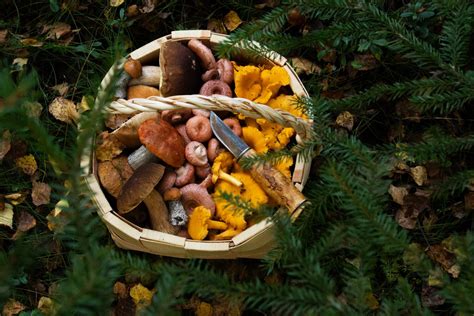 Raccolta Dei Funghi 2022 Tutte Le Regole Agrodolce