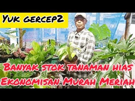 YUK GERCEP2BANYAK STOK TANAMAN HIAS SERBA EKONOMISAN MURAH MERIAH