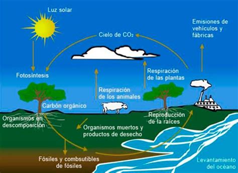 Los Ciclos Biogeoquímicos qué son tipos y cuál es su importancia