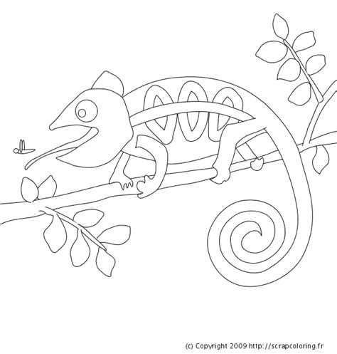 Dibujo de Camaleón para colorear y pintar 2072