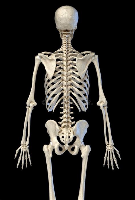 Illustration 3d De L Anatomie Squelettique D Os De Hanche Illustration
