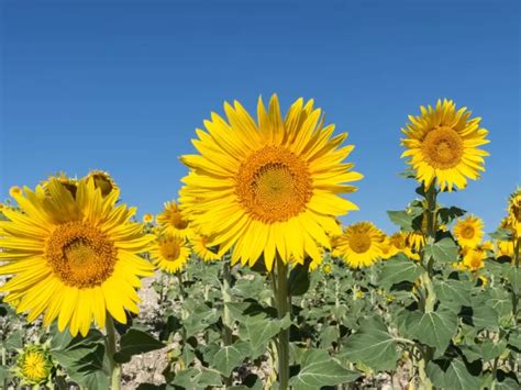 Guía completa cuándo y cómo plantar girasoles todo lo que necesitas