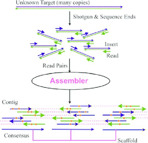 paired end dna shotgun sequencing download scientific diagram