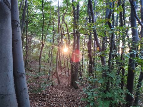 Wald Bäume Sonne Kostenloses Foto auf Pixabay Pixabay