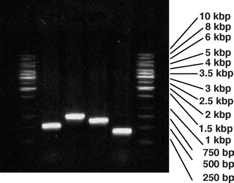 The PCR Products Lane 1 And 6 GeneRuler 1 Kb DNA Ladder Fermentas