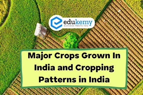 Major Crops Grown In India And Cropping Patterns In India