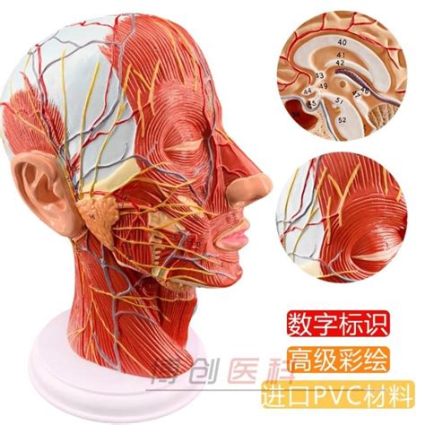 Medical Head Median Sagittal Section With Neurovascular Model Head