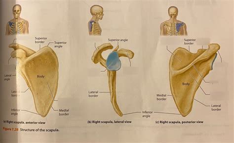 Pectoral Girdle Scapula Anterior Lateral Posterior Lab Exam