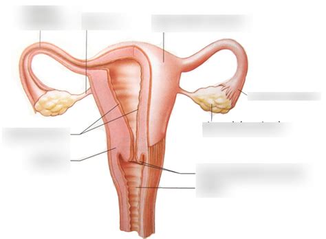 Biologie Voortplanting Bouw Vrouw Diagram Quizlet