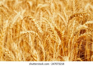 Gold Wheat Field Stock Photo Shutterstock