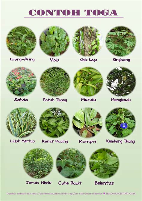 Apotek Hidup Koleksi 100 Jenis Tanaman Obat Homecare24
