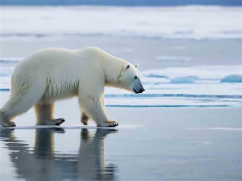 Características del clima polar temperaturas extremas y adaptación de